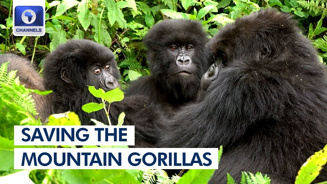 Rwanda, Congo Unite To Save Mountain Gorillas + More | Africa 54 - YouTube