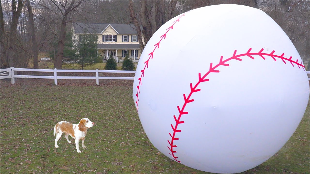 Puppy vs Giant Baseball: Cute Puppy Dog Indie Baseball Surprise - YouTube