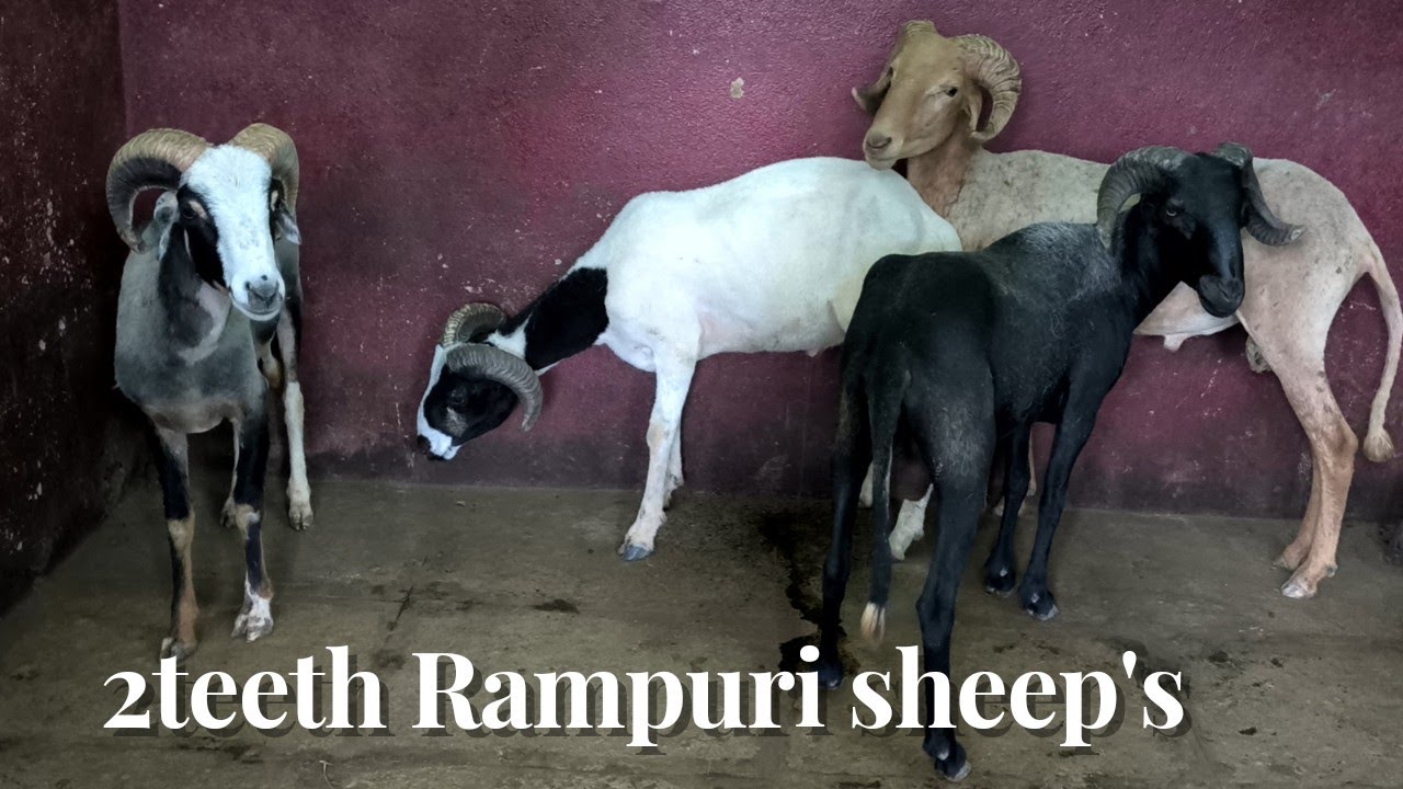 Premium quality 2 teeth Rampuri sheep's Contact 8121270400 - YouTube