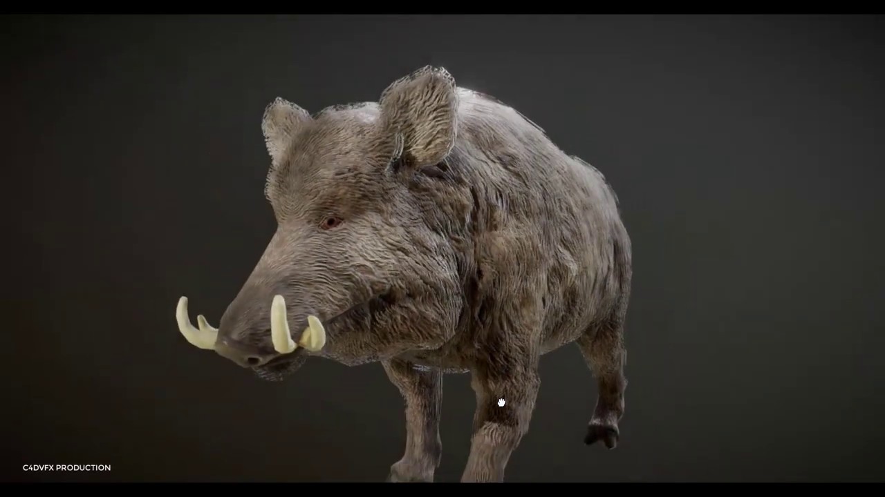 BOAR ANIMATIONS Model 3D - YouTube