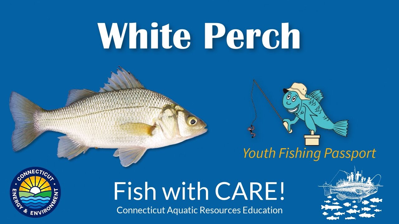 Catching White Perch - CT Youth Fishing Passport - YouTube
