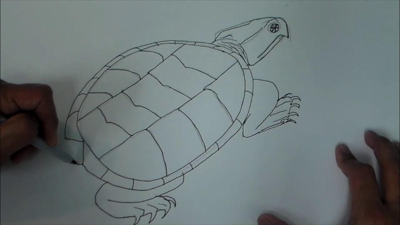 SCCSD - How to draw a snapping Turtle by Bill Crouse - YouTube