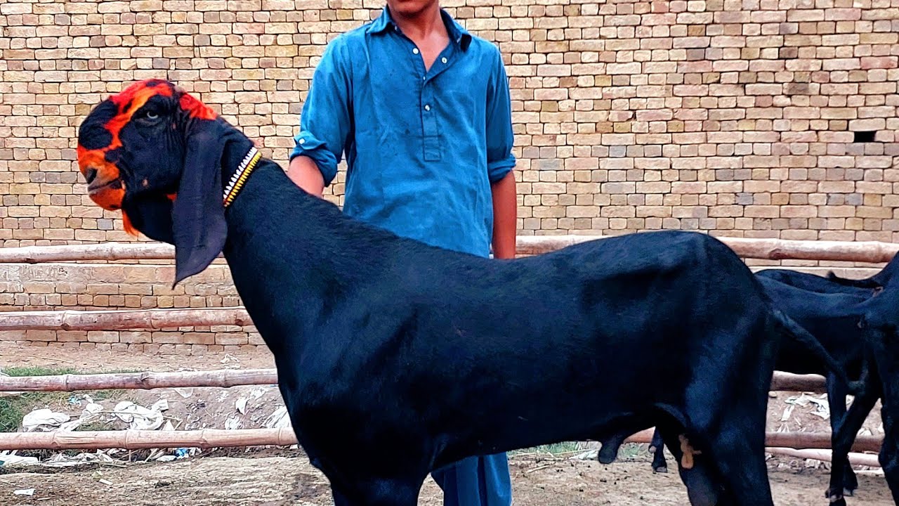 beautiful betal bakrian 03114787774 Goats Farming in Pakistan - YouTube