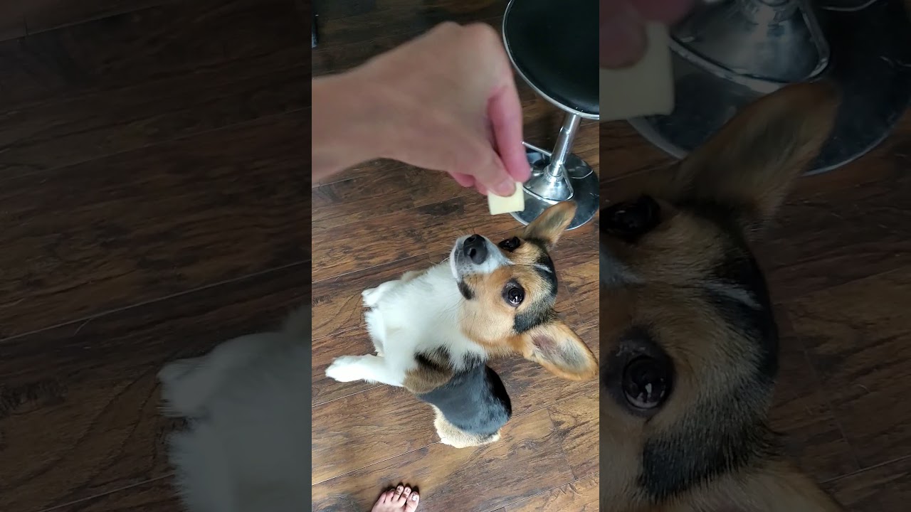 Dancing corgi - YouTube