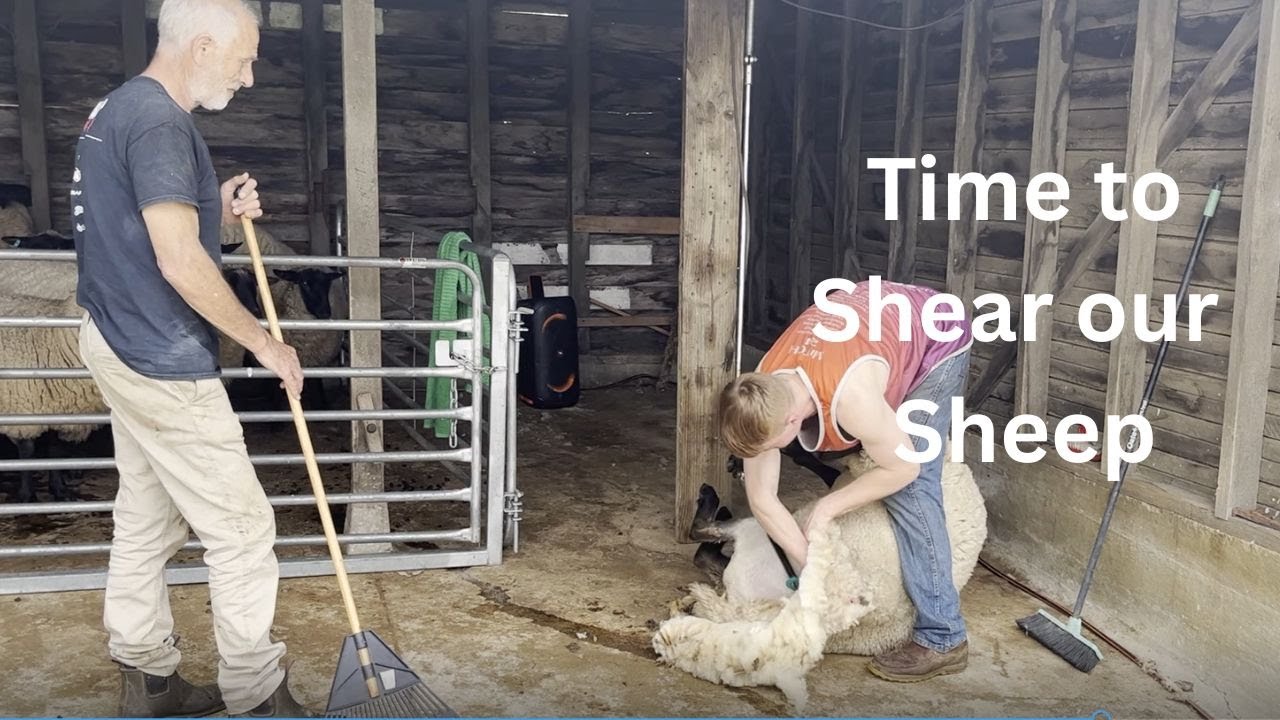 Click Go The Shears Boys - Sheep Shearing Time on a Small Farm - YouTube