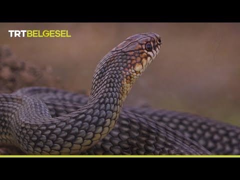 Bozyörük Yılanı 🐍