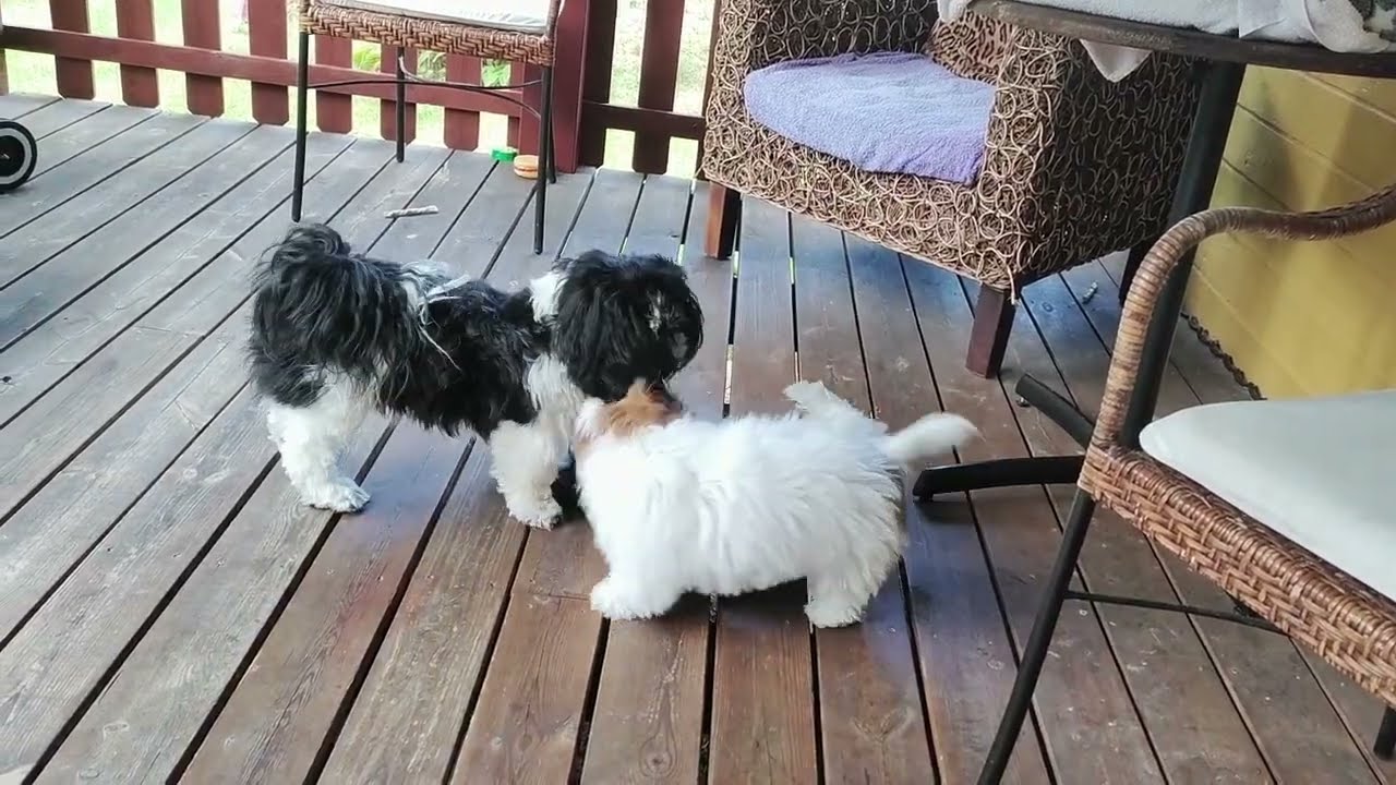 3 Shih Tzu Puppies Playing Youtube