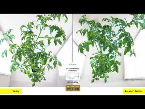 Drought stress Tomato COMPO EXPERT Video - YouTube