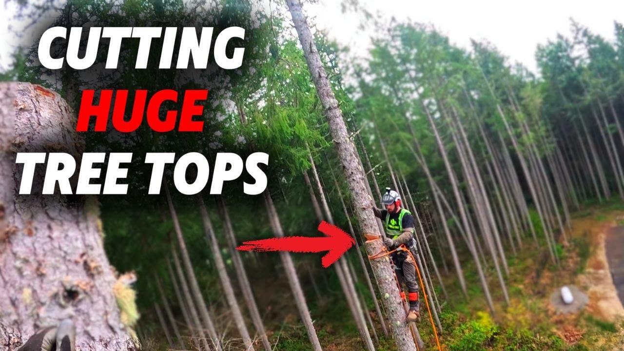 Cutting 40ft Tree Tops. Time for a ride! - YouTube