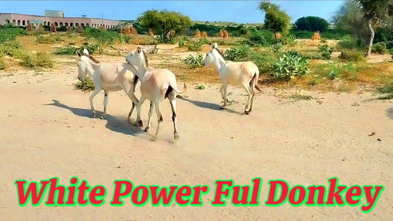 The Rise of the White Power Ful Donkey | || White Power Ful Donkey ...
