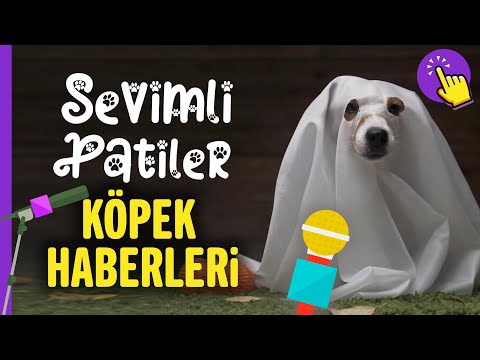 Sevimli Patiler - Köpek Haberleri | En Komik Köpek Videoları | Hayvanlar Alemi - Aklında Olsun