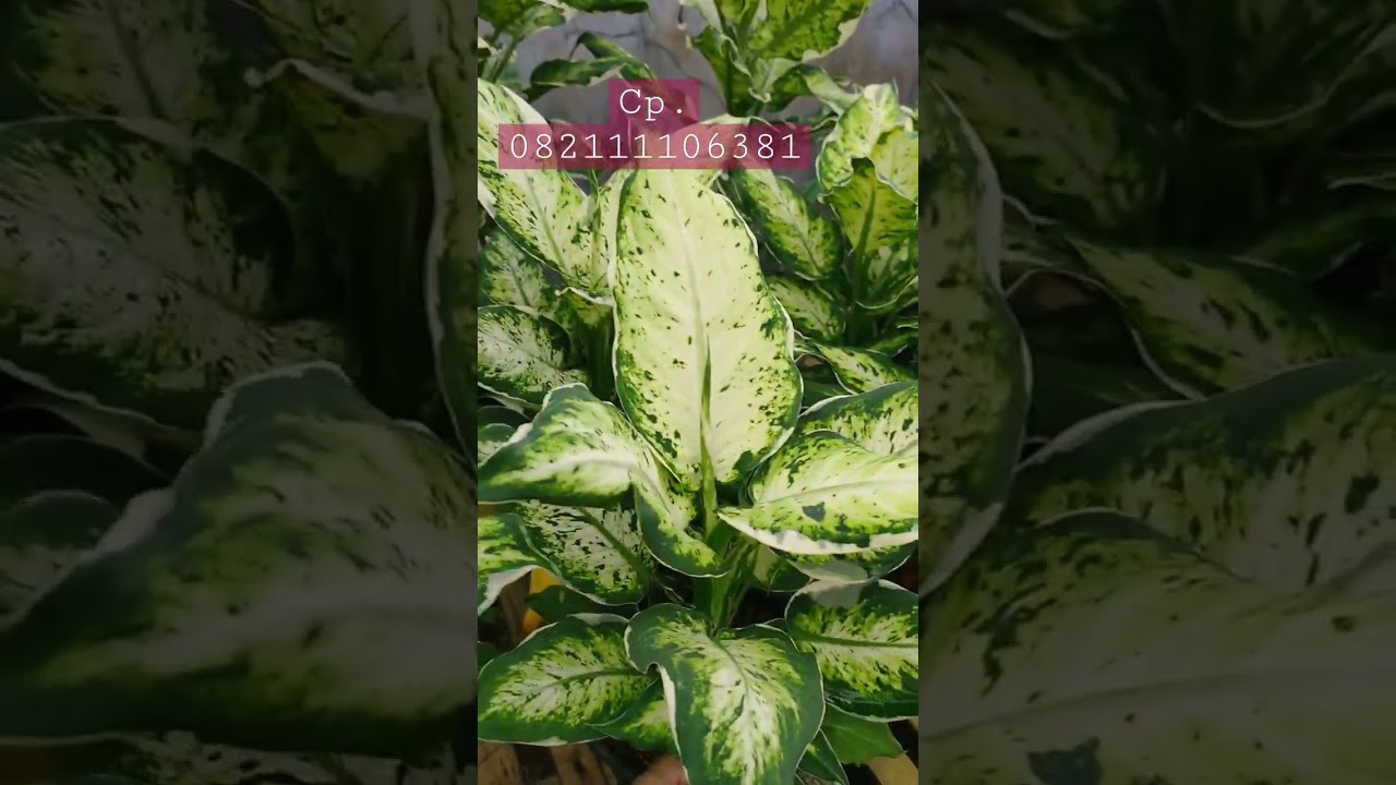 Diven sparkle bercorak unik || diven murah || Ra plant shorts 🌱 - YouTube