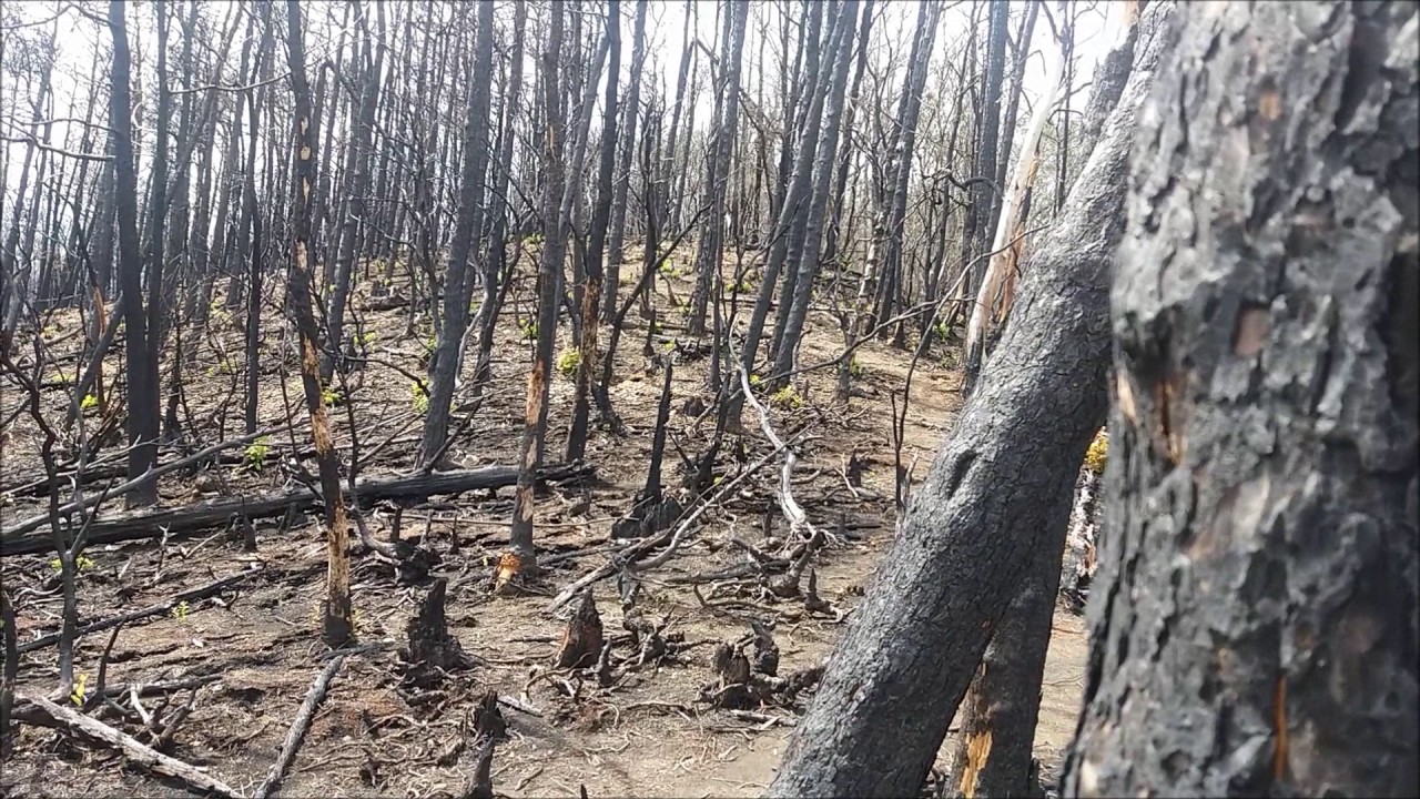 Roaring Fork Fire Damage Great Smoky Mountains Gatlinburg, TN June 2017 ...