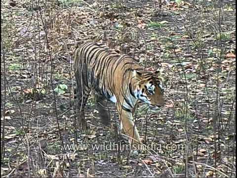 Shhh....Tiger on the loose in Kanha!! - YouTube
