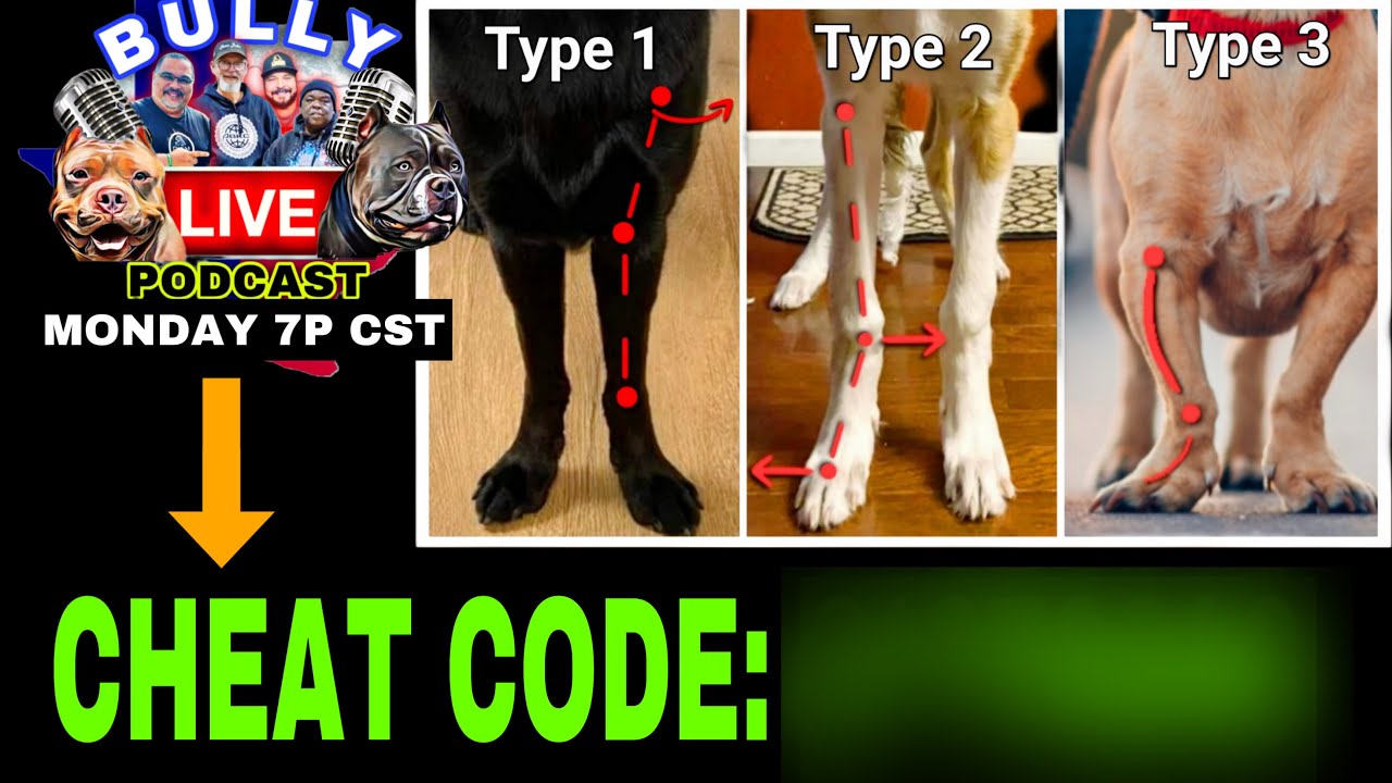 Fixing Pasterns Cheat Code | American BULLY - YouTube