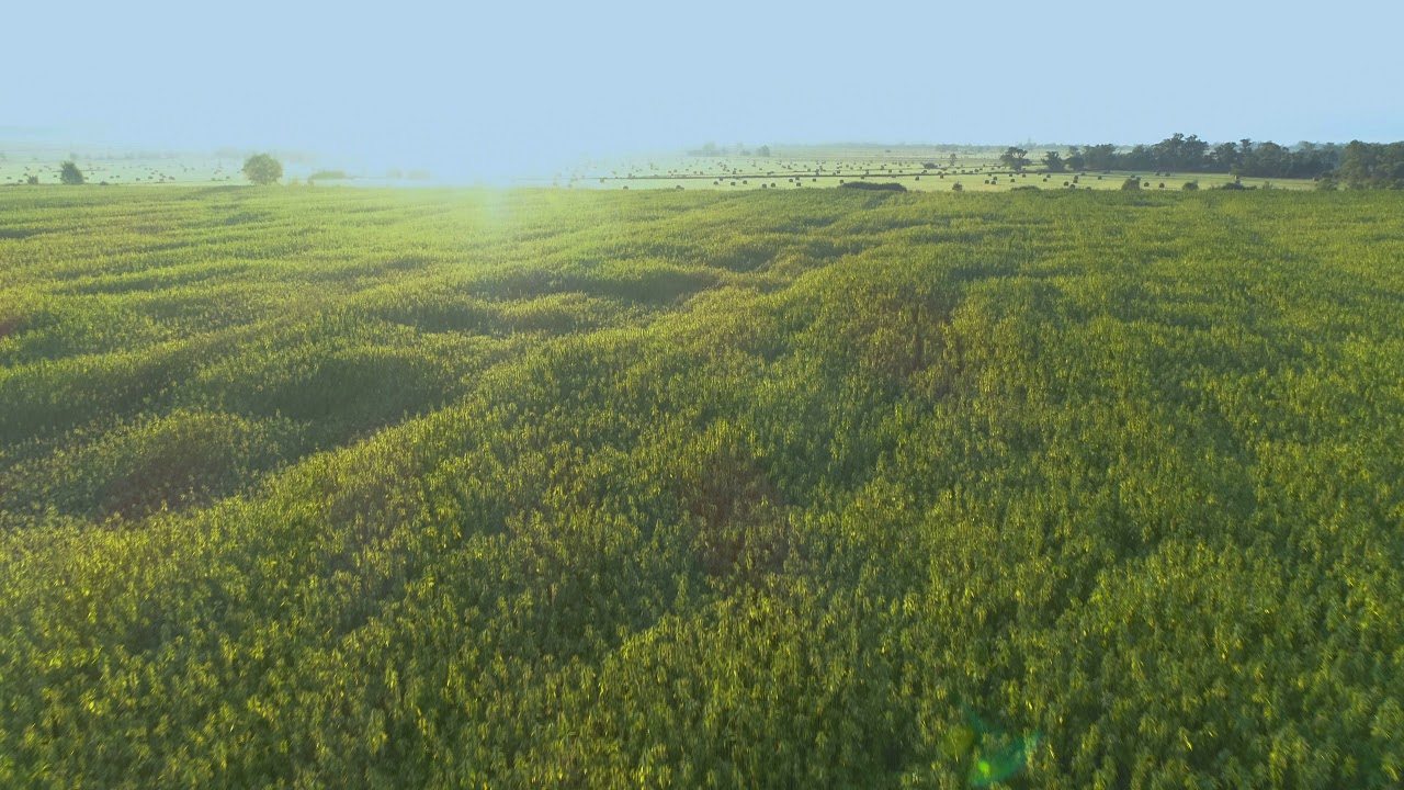 Aerial view of large green hemp field - YouTube