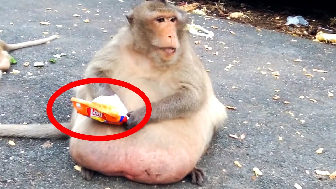 This Monkey Was Spotted In The Wild – Vet Is Shocked When He Realizes ...