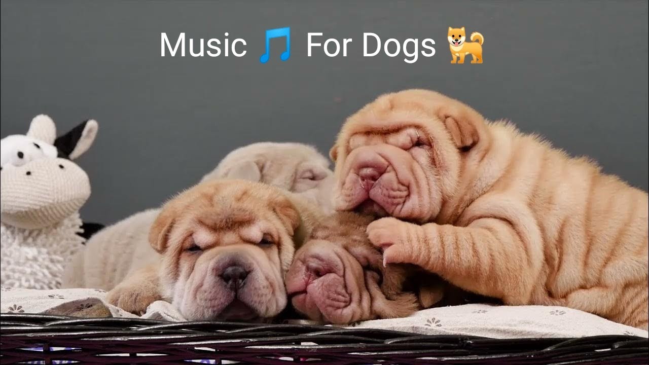 shar pei dog puppy Music for calming & sleeping dogs ( puppies ...