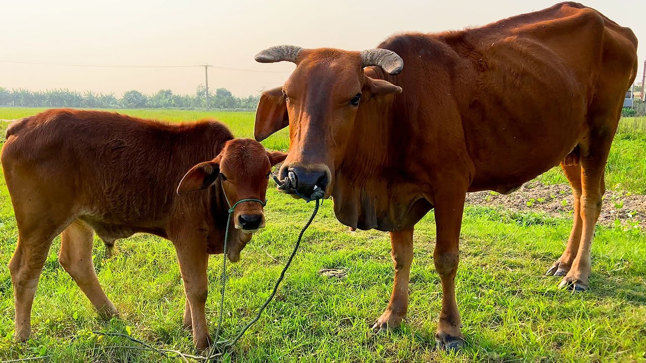 Con Bò - Con Bò Ăn Cỏ - Con Bò Nhạc Thiếu Nhi Vui Nhộn - Cháu Lên Ba ...