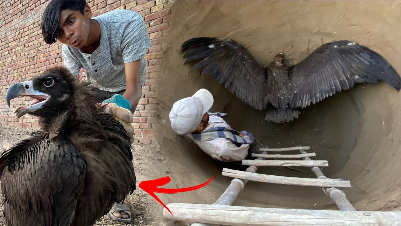 Big Vulture ( Giddh ) Rescue Kr lea | Mini zoo May Vulture aa gaya ...