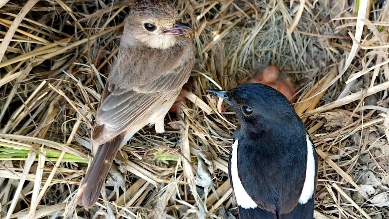Pied bush chat birds pair feeding and taking care of their babies all ...