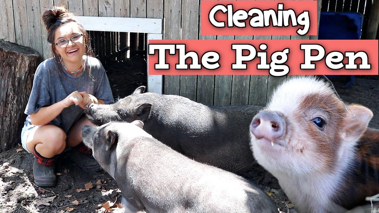 The Pigs Ran Off Let s Clean The Pig Pen Aivituvin Playpen YouTube the-pigs-ran-off-let-s-clean-the-pig-pen-aivituvin-playpen-youtube