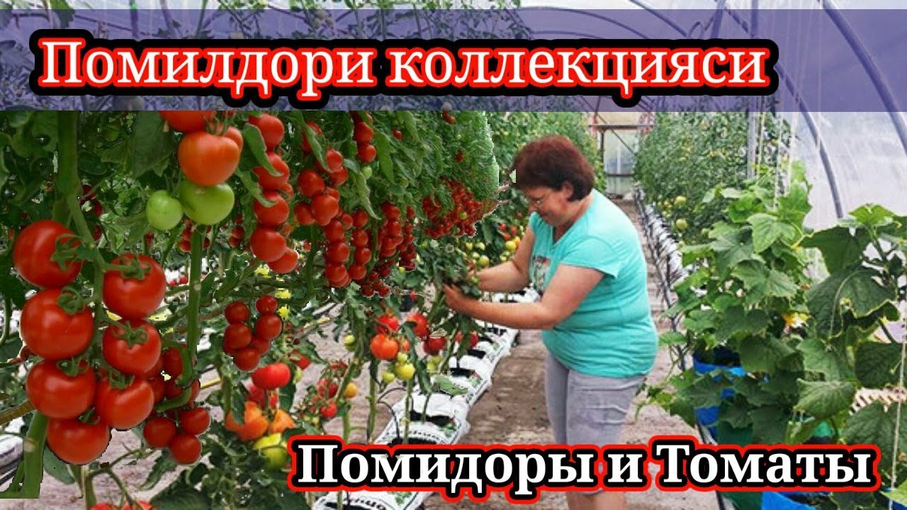 Pamidor Parnik. Pomidor issiqxona. Teplisa mahsuloti - YouTube