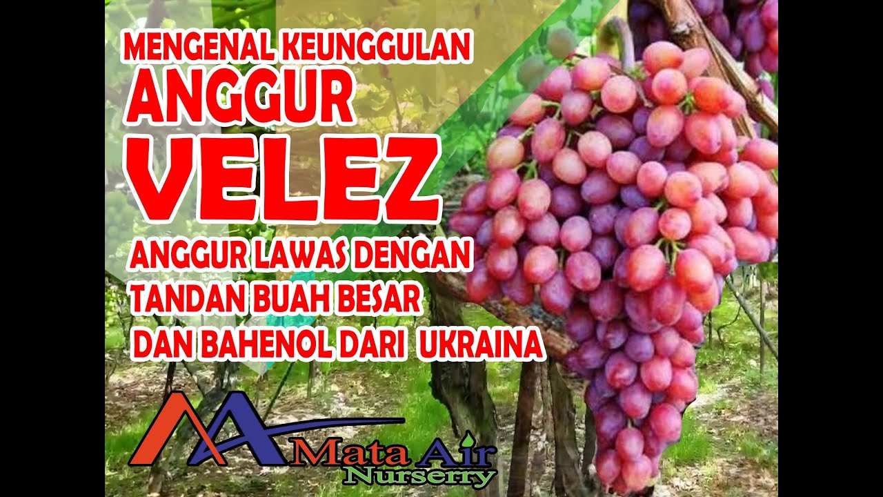 KEUNGGULAN ANGGUR VELEZ JENIS ANGGUR TANPA BIJI TANDAN BUAH BESAR SERTA ...