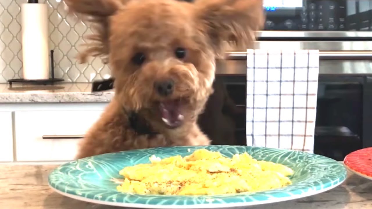 You're Going To LAUGH at Every DOG 😂🐶 Funny Dog Videos - YouTube