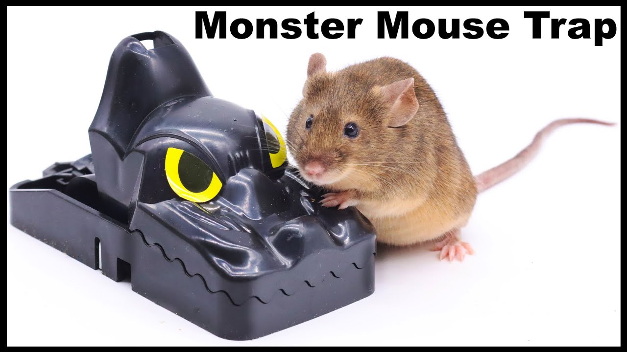 See Why The Monster Mouse Trap is Terrible. Mousetrap Monday - YouTube
