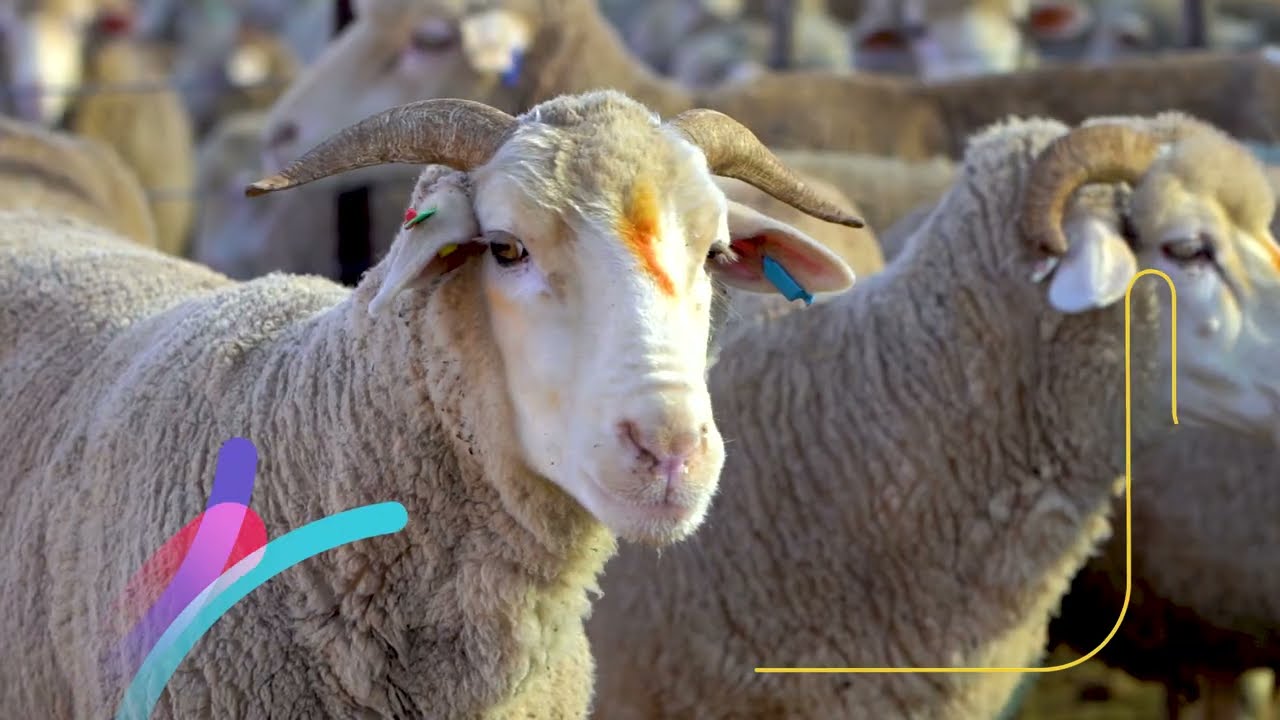 OVR-boerdery ál hoe nader aan die natuur - YouTube