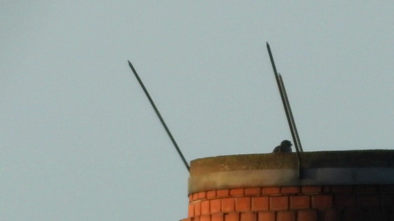 Falcon fledglings on chimney: first flight accomplished! (Day 41) - YouTube