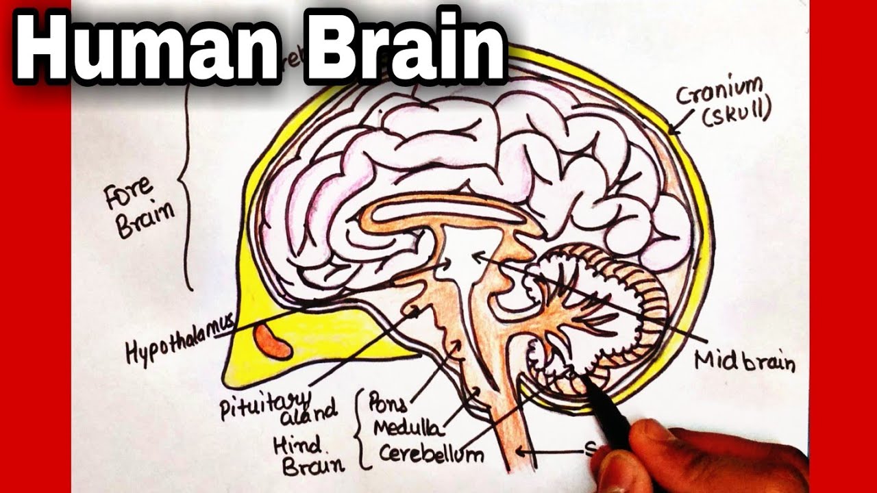 How to draw Brain Diagram ? | Class 10 | CBSE | By Diagram Wallah - YouTube