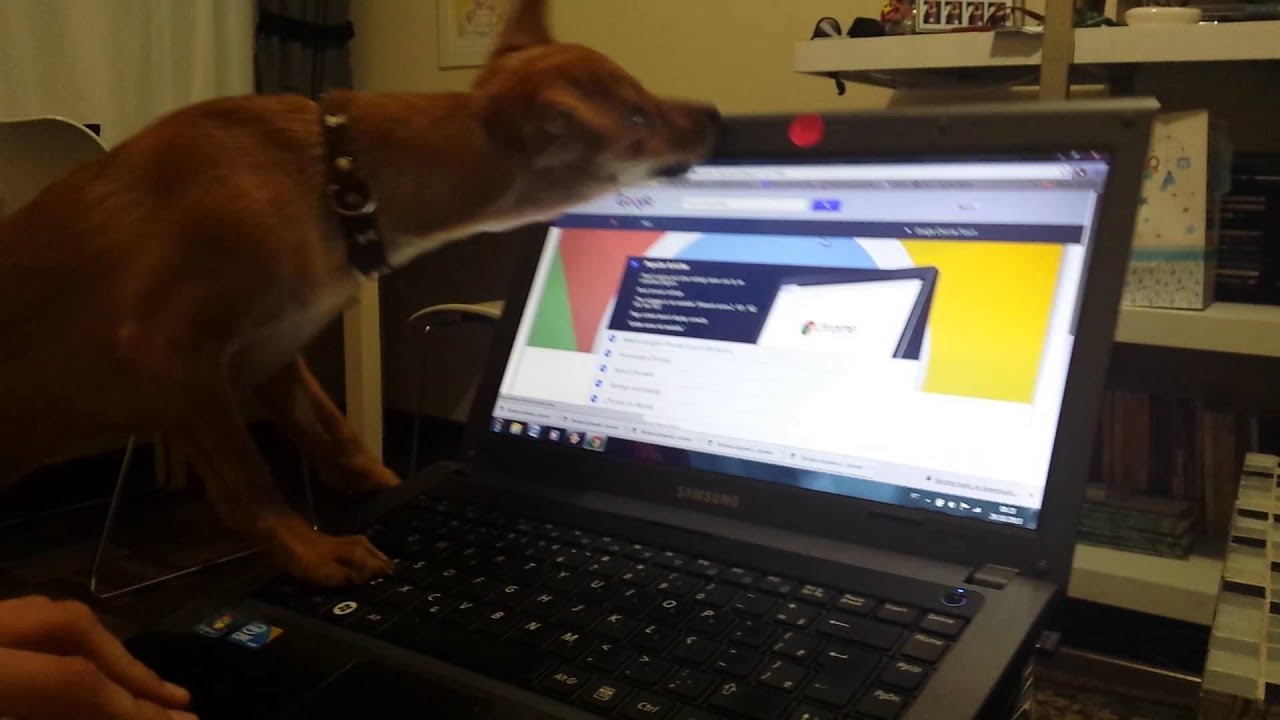 Fidel e o mouse. - YouTube