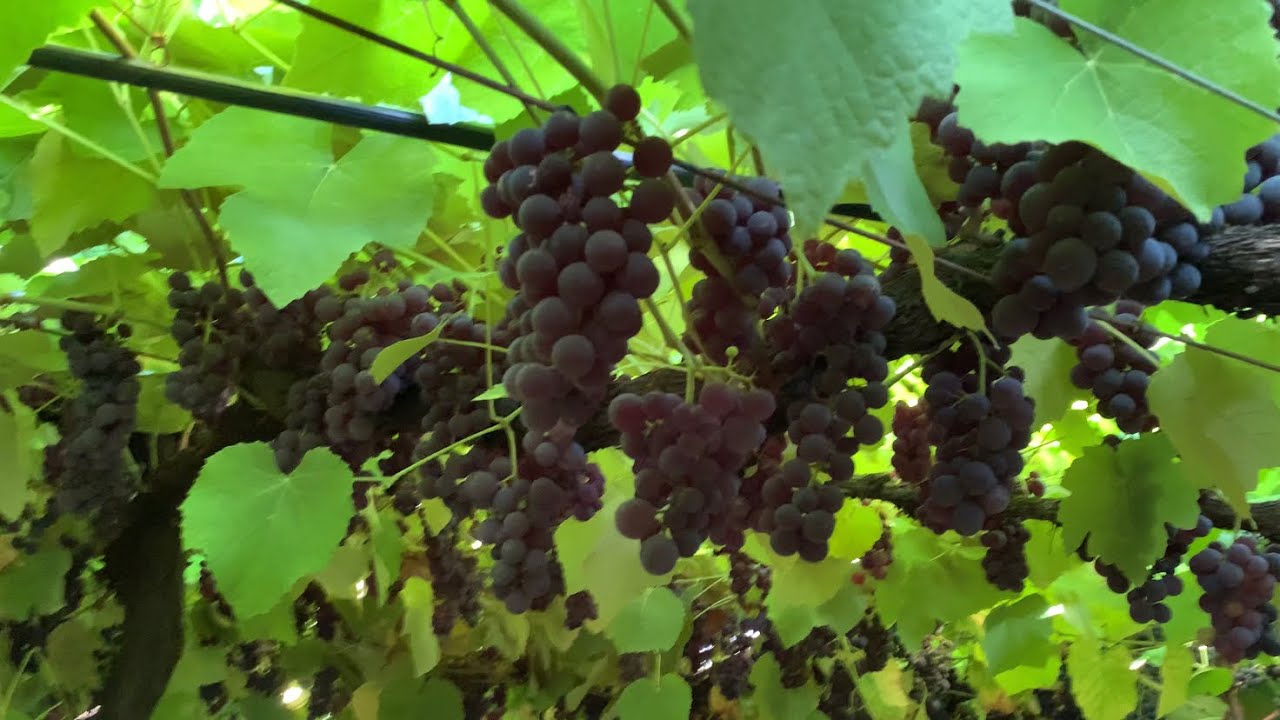 Variedade de uva Isabel precoce - YouTube
