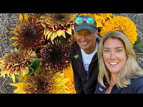 Bringing the coolest sunflowers to your garden 🌻 Sunflower Steve stops ...