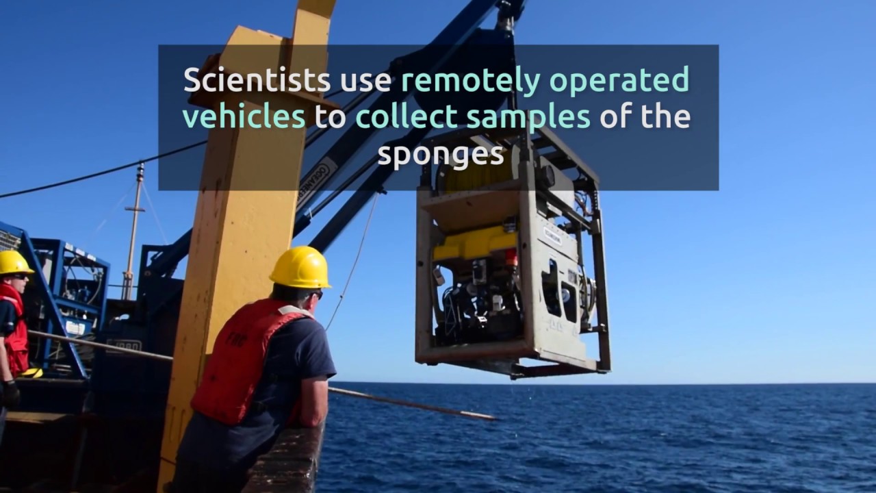Deep Sea sponge sampling using Remotely Operated Vehicle - YouTube