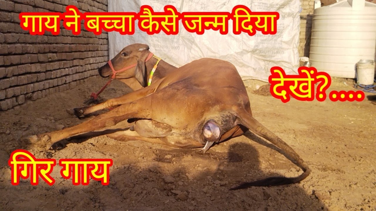 Cow Giving Birth | Small Cow | Baby Cow | - YouTube