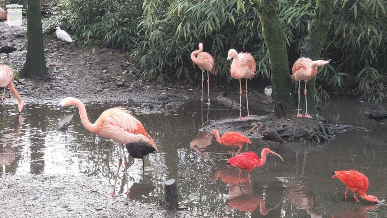 zoo de pakawi Park et ses oiseaux - YouTube
