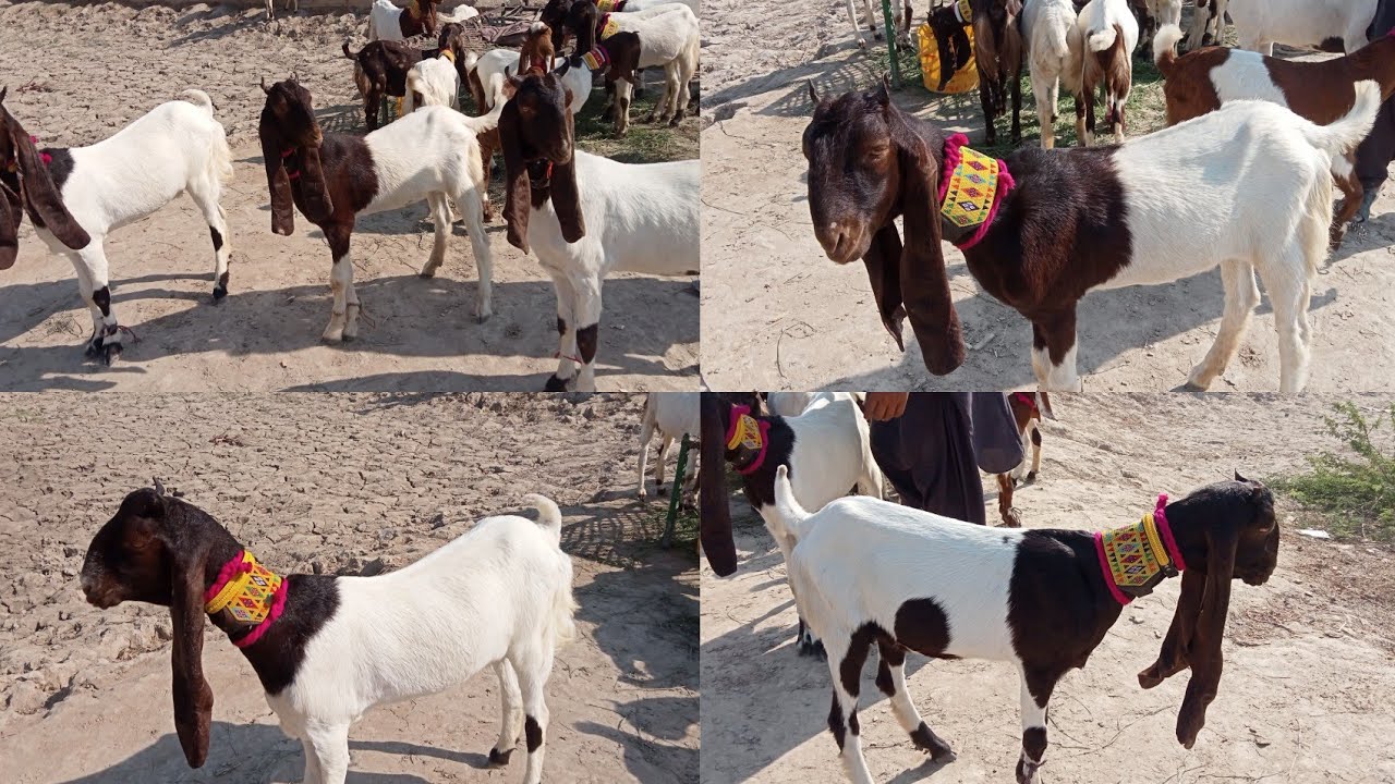 Hala ki Bakra Mandi khubsurat pateri patthe 110 Babar Bhai Bakri ...