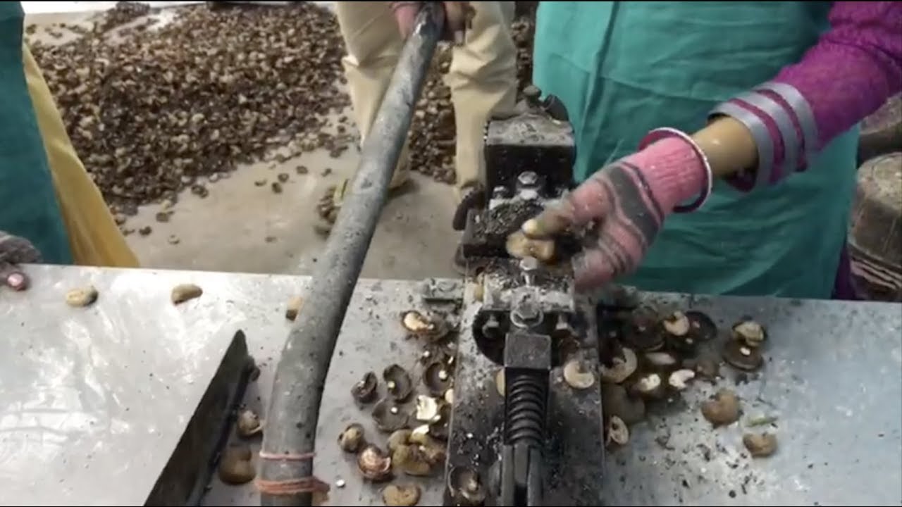 DO-IT – Old and new method of crushing organic cashew nuts in India ...