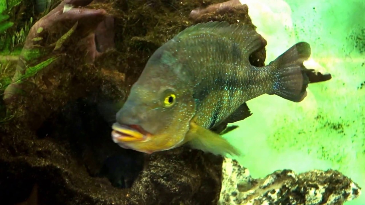 Cribroheros altifrons in Rusty Wessel's Fish House - YouTube