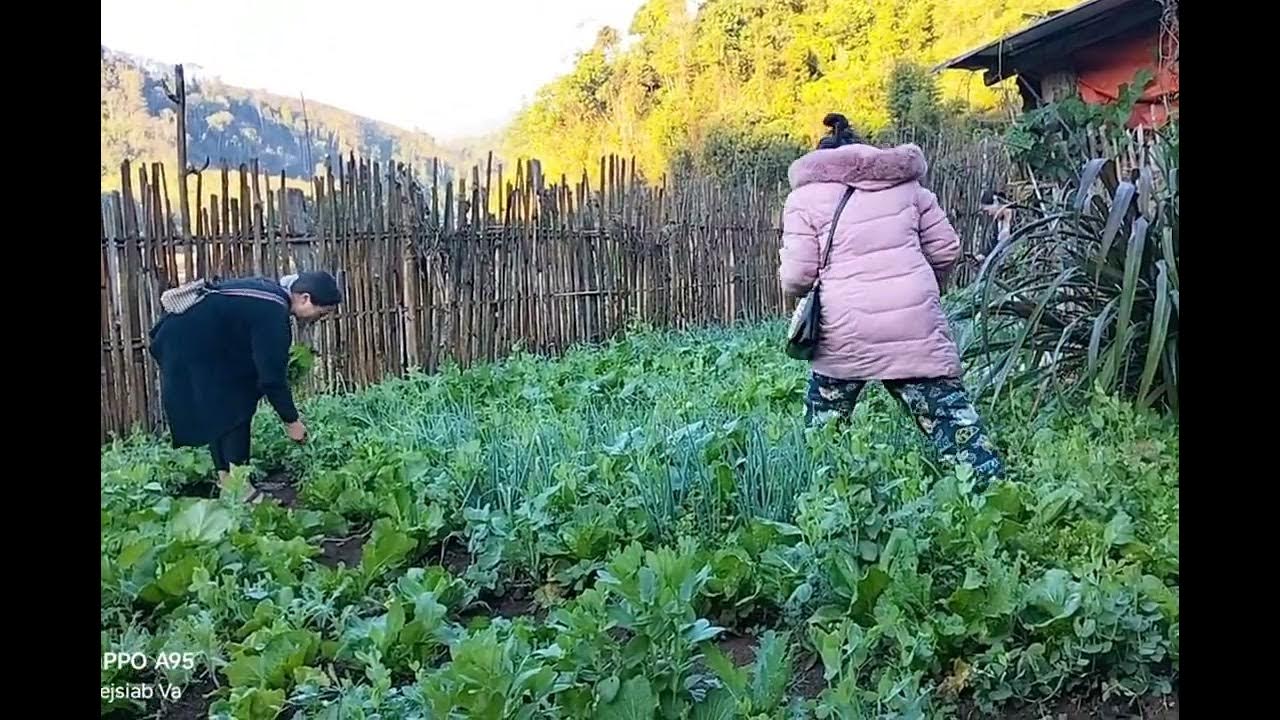 tuaj de zaub 17/1/2024 - YouTube