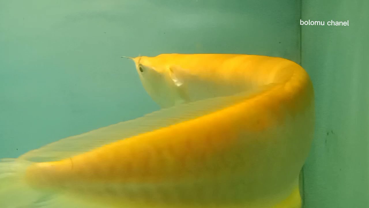 ikan arwana super mewah warna kuning menyala - YouTube