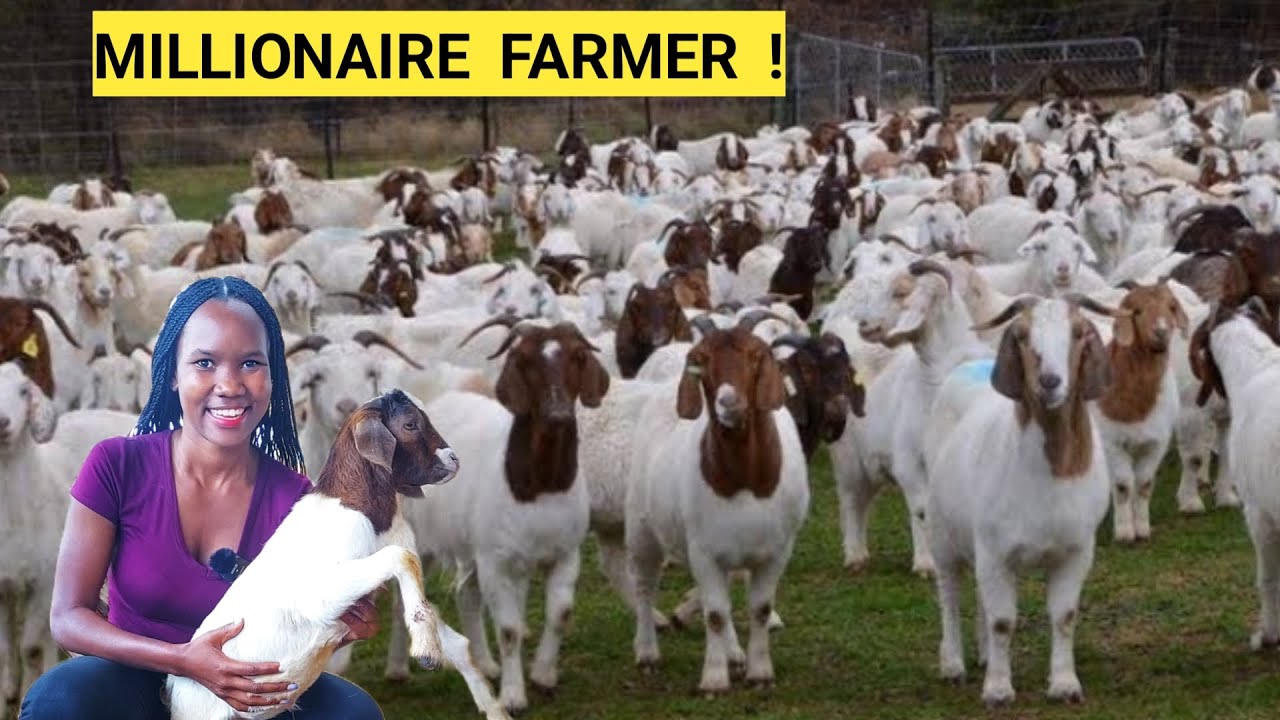 Brilliant ways To Make Money Raising GOATS/Sheep! | Market, Feeding ...