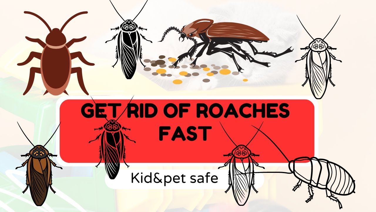 Get Rid of Roaches - Pet Friendly and Child Safe. - YouTube