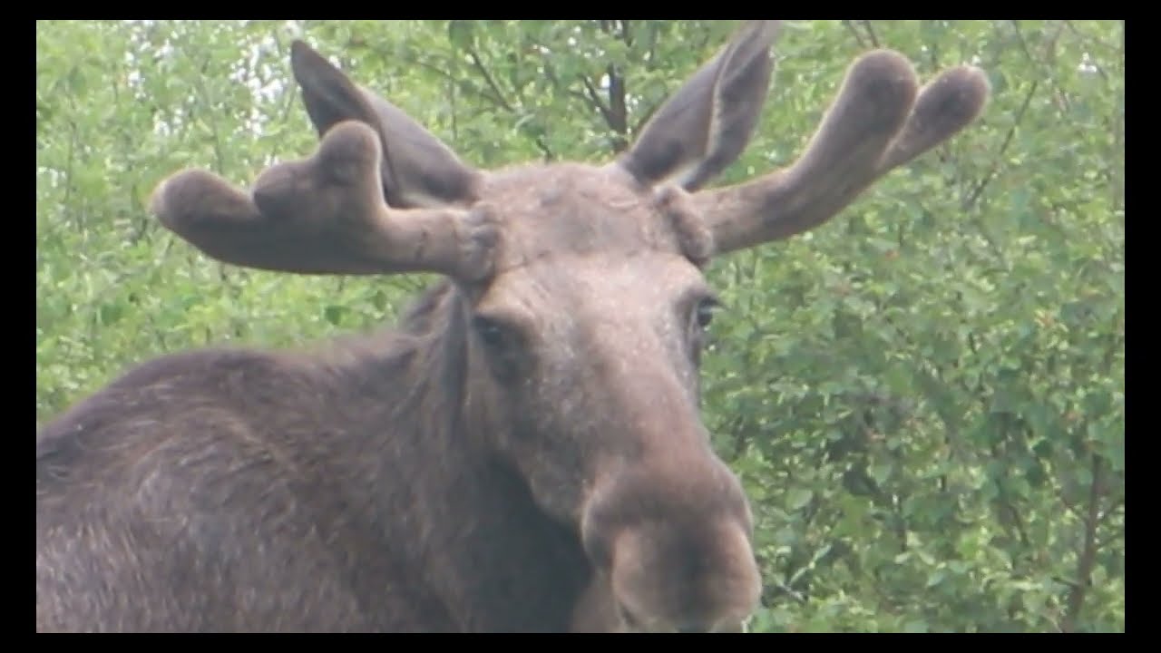 Moose Mania ! Moose deer and other Videos taken in North Denmark ...