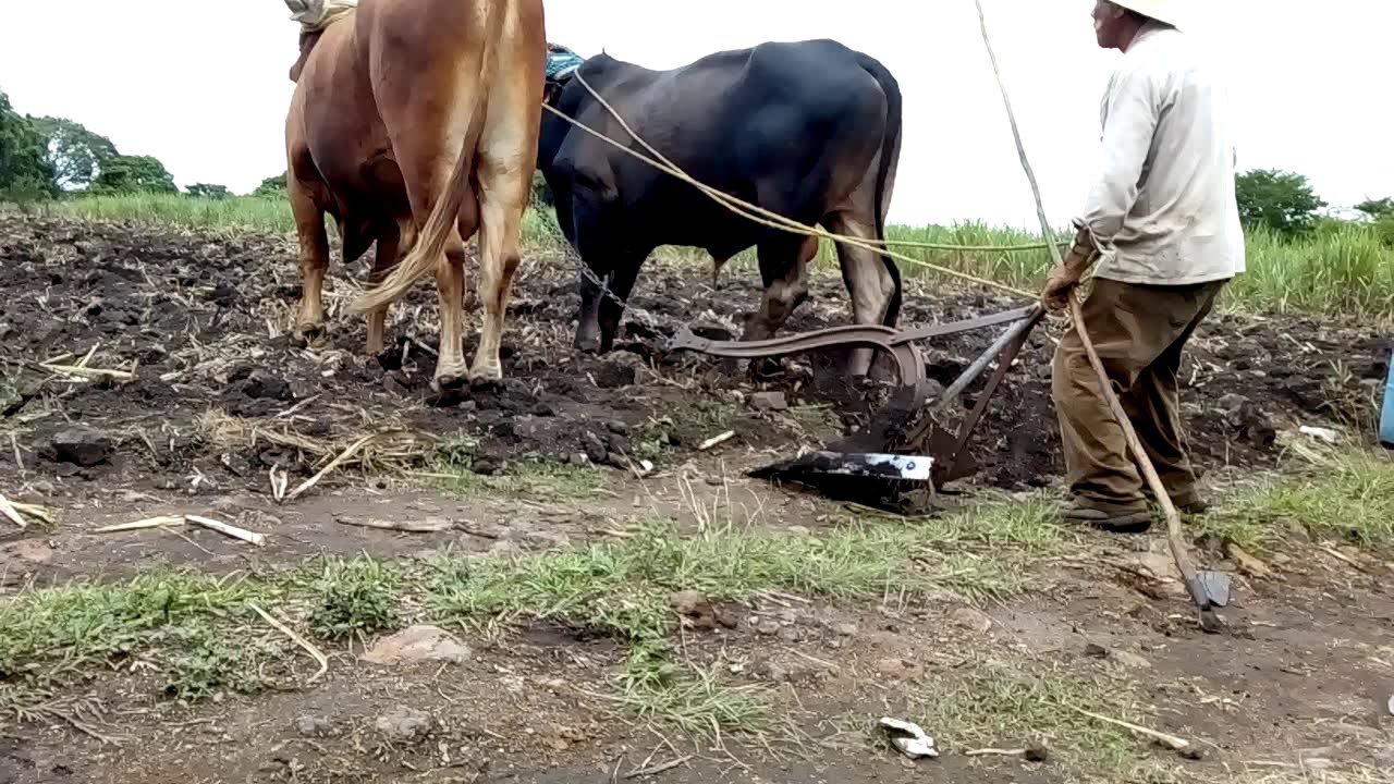 Cultivando con la yunta - YouTube