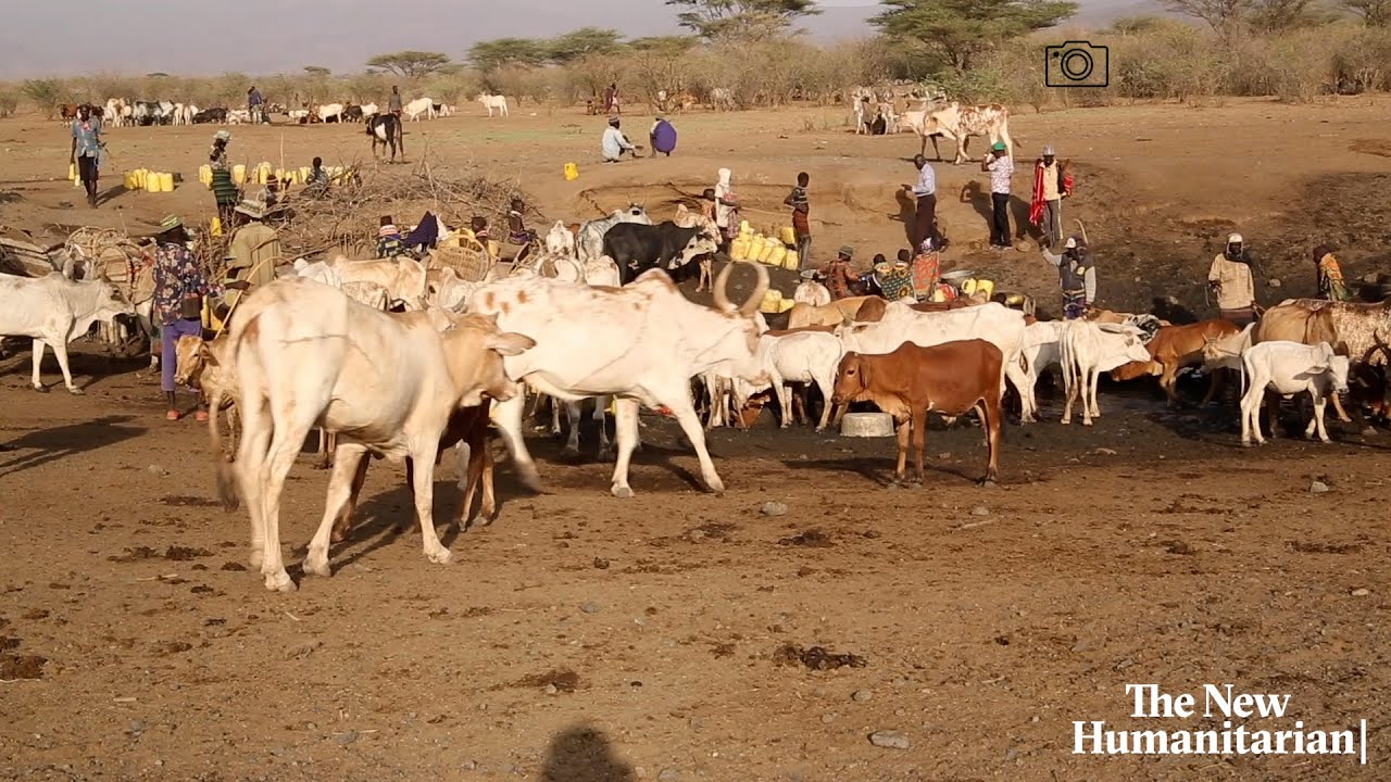Death and disease: Kenya's drought-hit livestock - YouTube