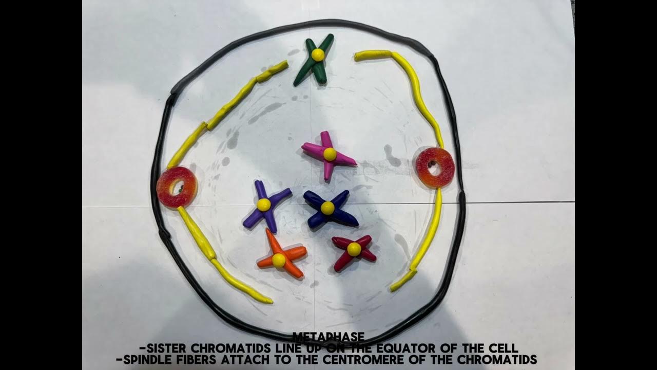 Mitosis Stop Motion - YouTube